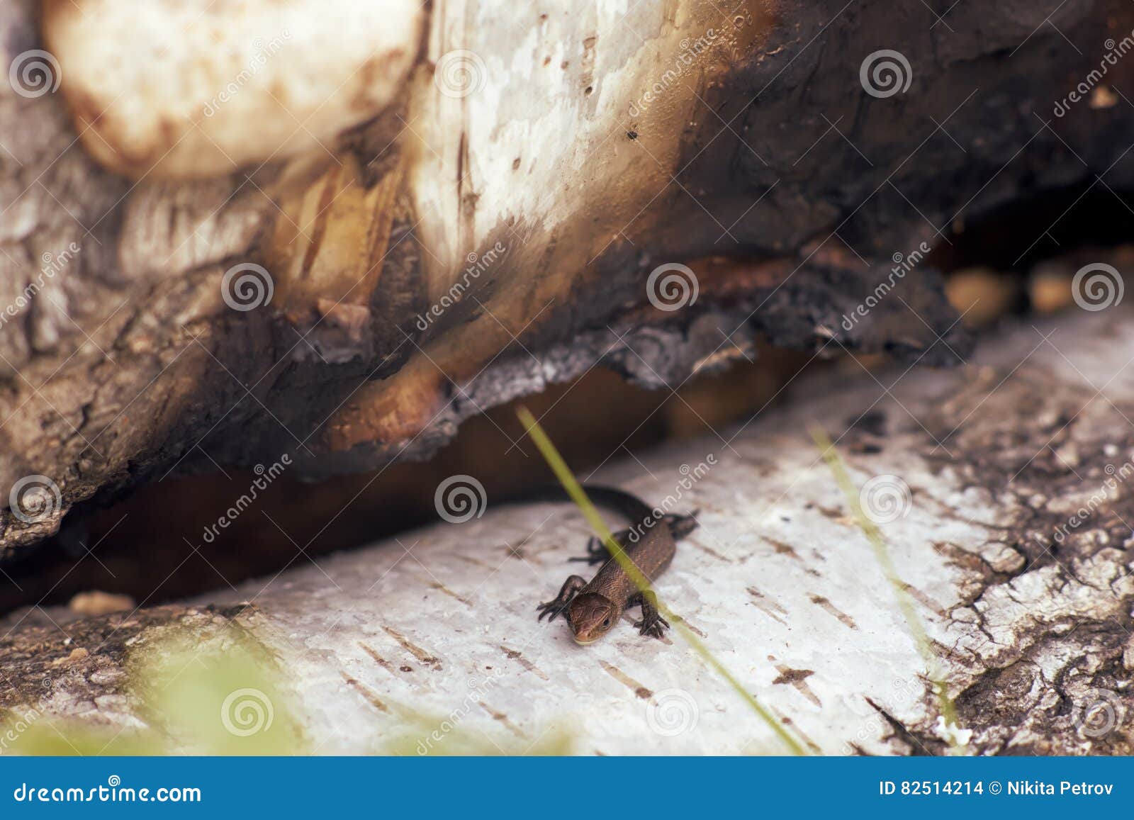 Lizard stock photo. Image of wild, birch, monster, lizard - 82514214