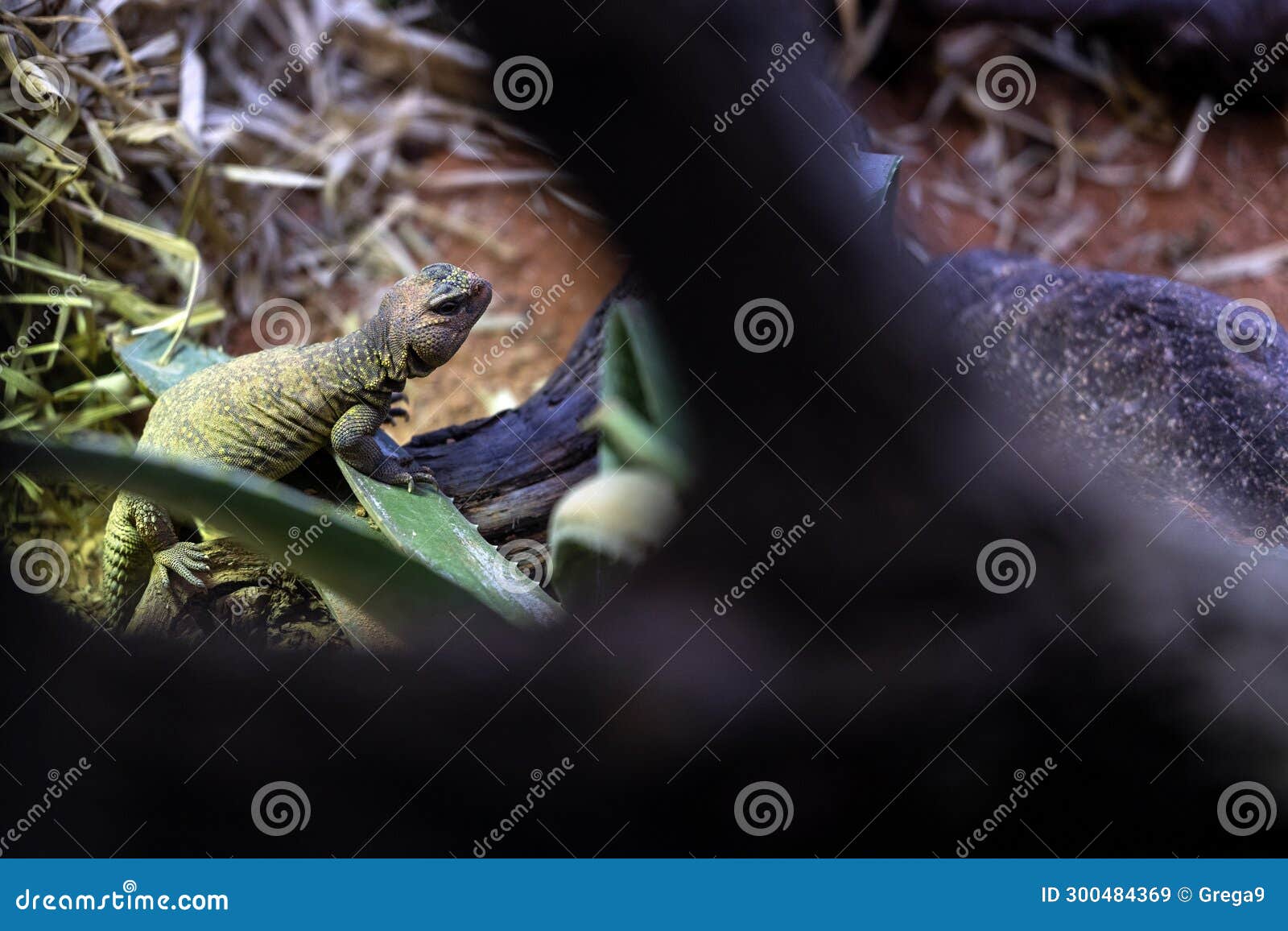 Lizard in the bush stock image. Image of frog, nature - 300484369