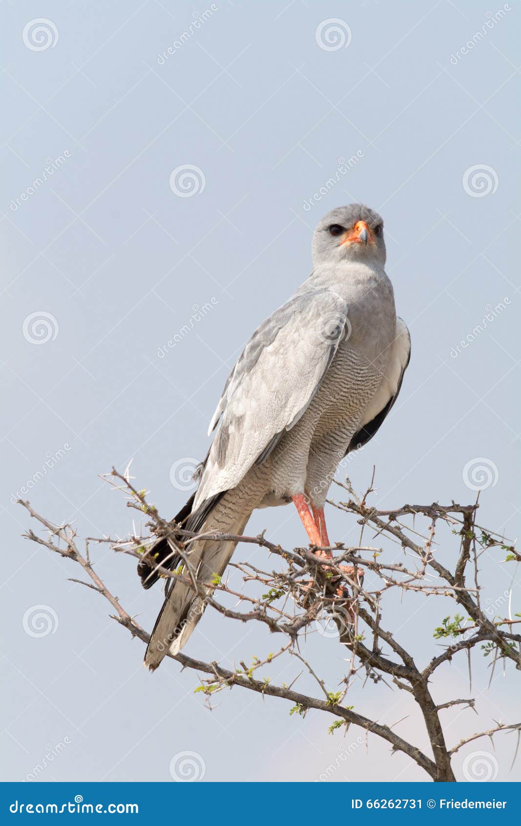 Lizard Buzzard in Top of Tree Stock Image - Image of wilderness, animal ...