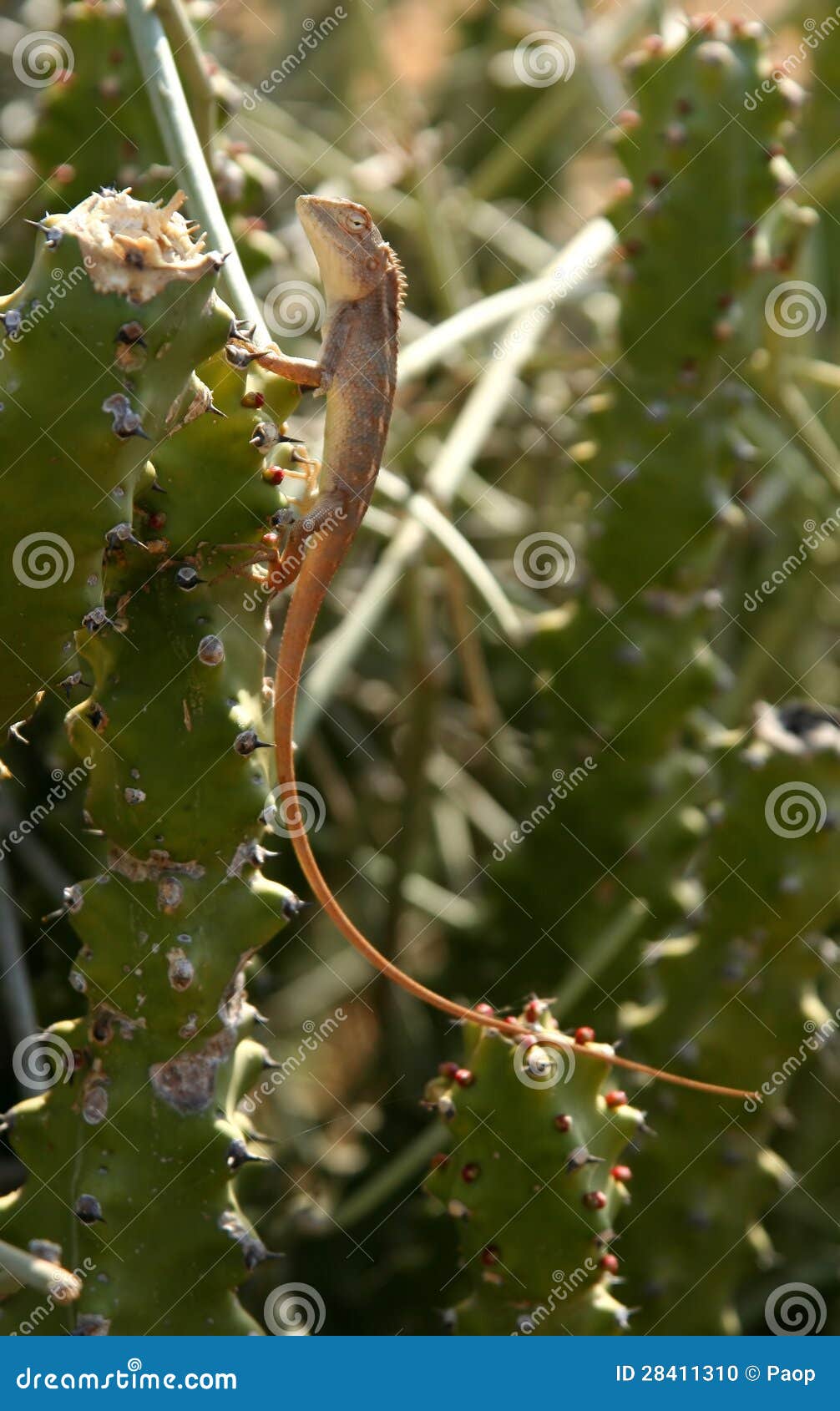 Lizard on a cactus stock photo. Image of pattern, grow - 28411310