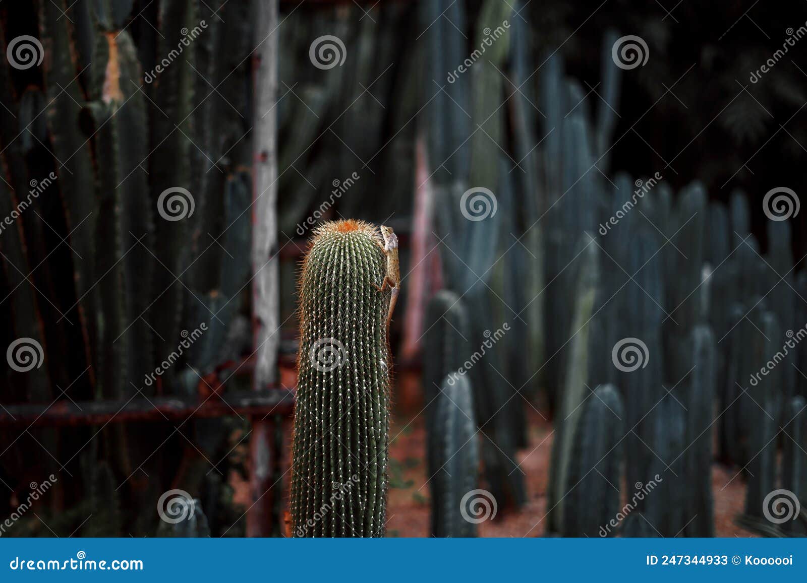 Lizard on Cactus in the Garden Stock Image - Image of nature, natural ...