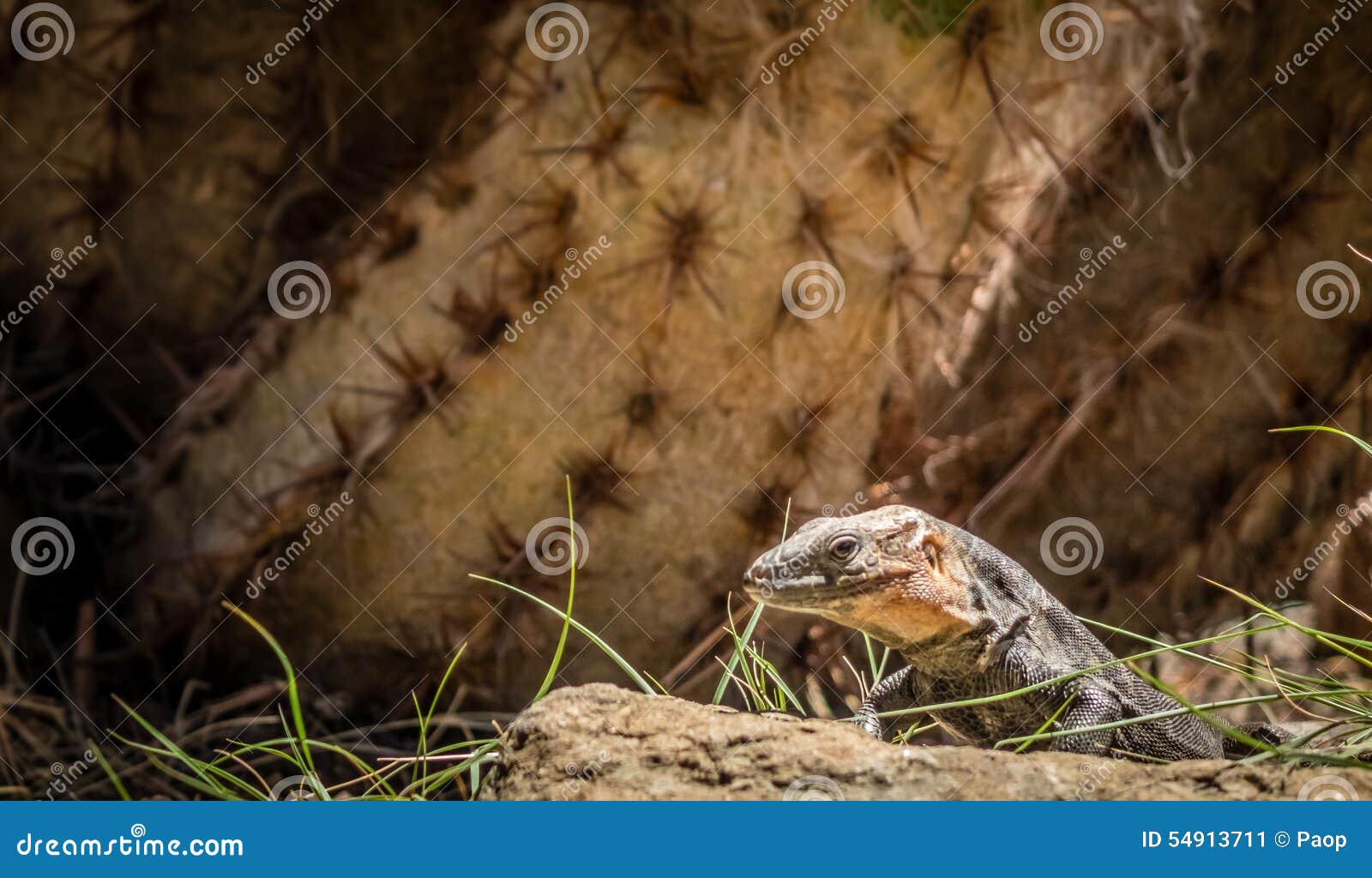 Lizard on a cactus stock image. Image of sitting, protected - 54913711