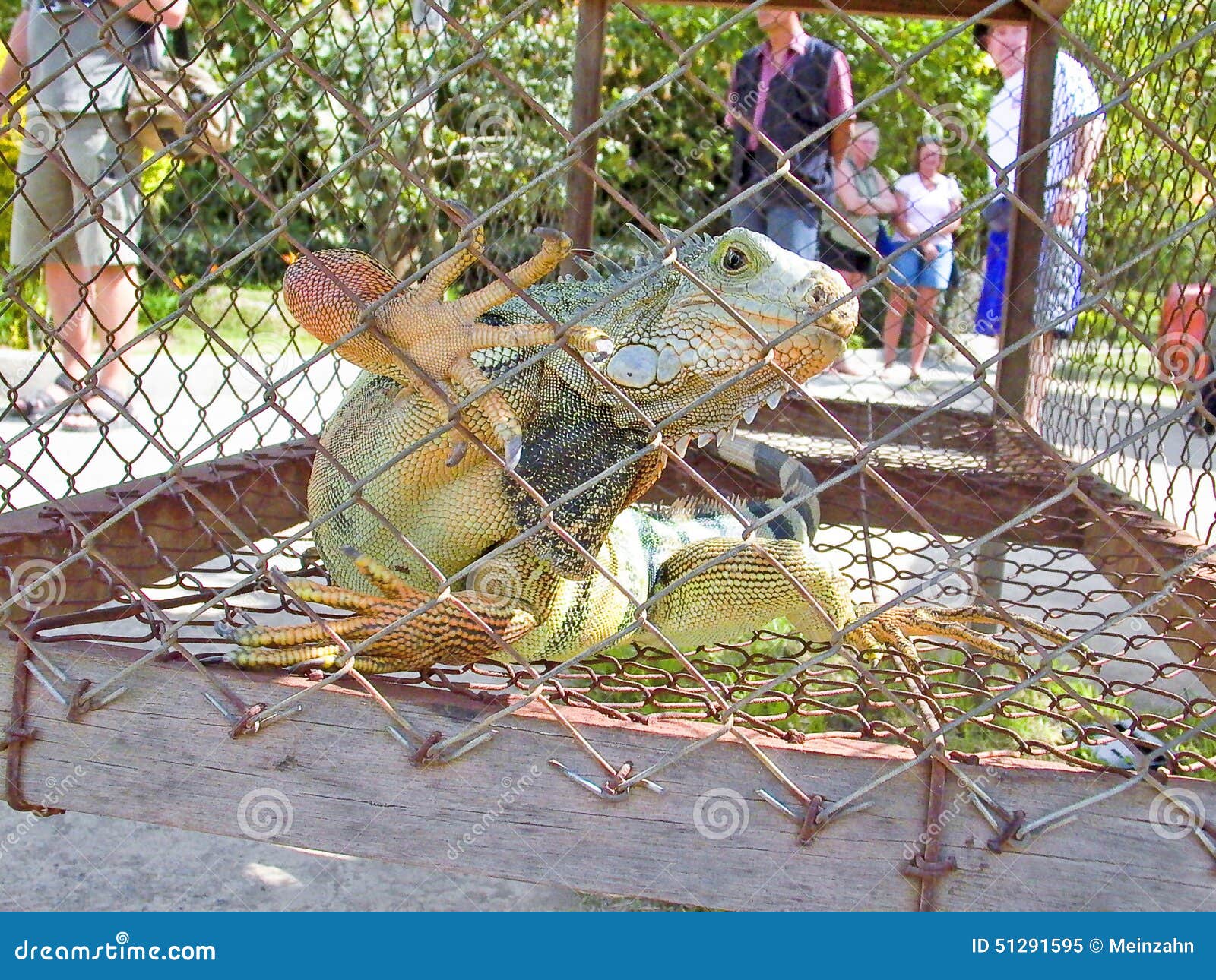 Lizard in a cage stock image. Image of goanna, lizard - 51291595