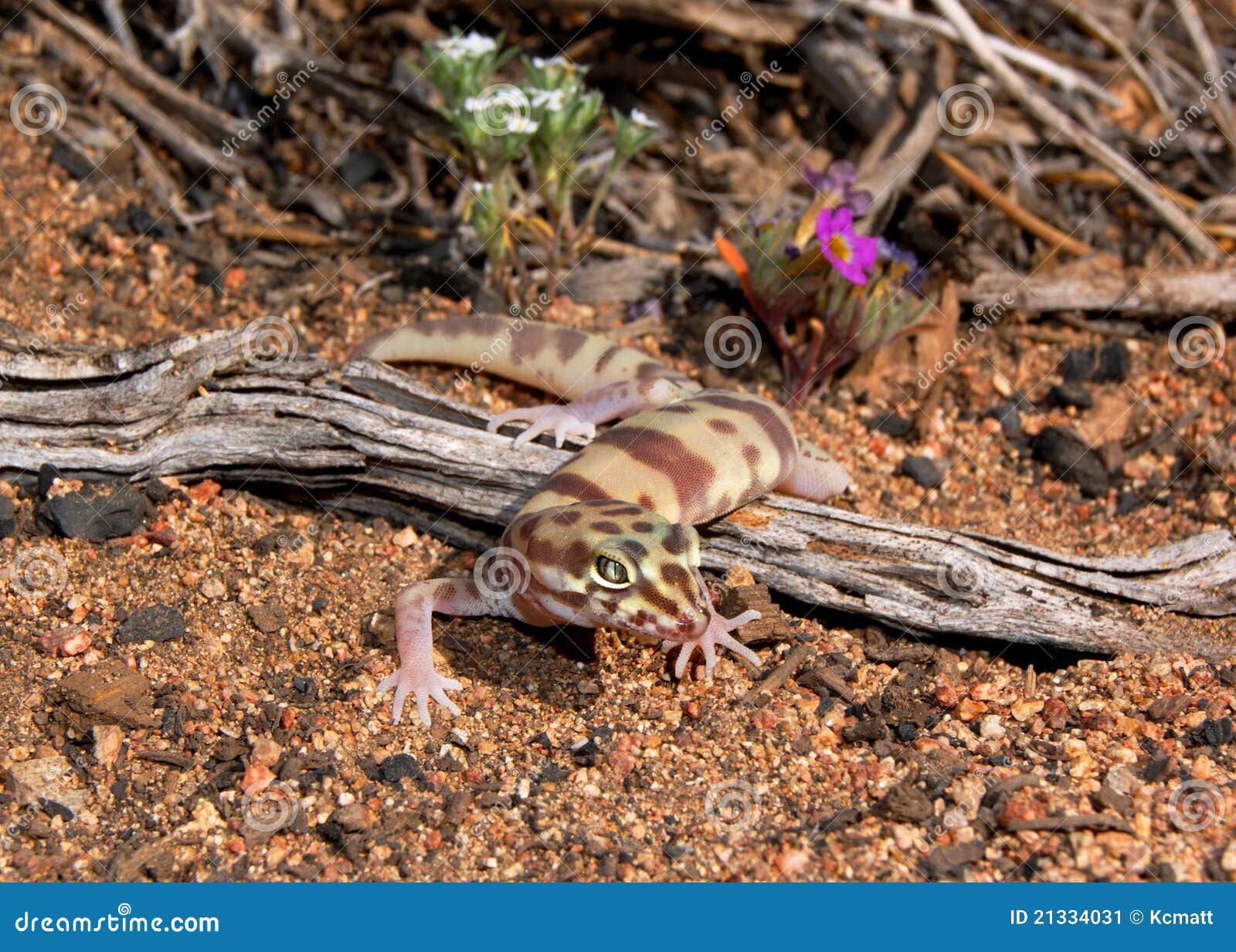 Lizard Called the Desert Banded Gecko Stock Image - Image of lick ...
