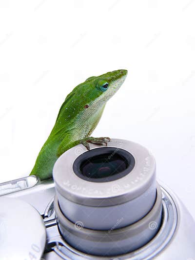 Lizard on camera stock photo. Image of crawling, shoot - 4133956