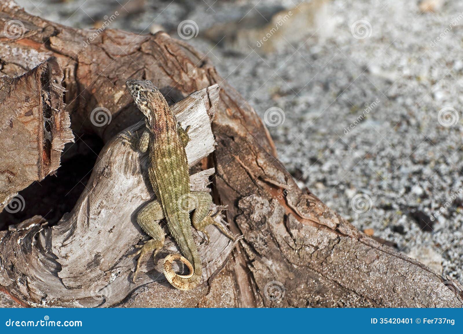 Lizard camouflage. stock image. Image of skin, scaly - 35420401