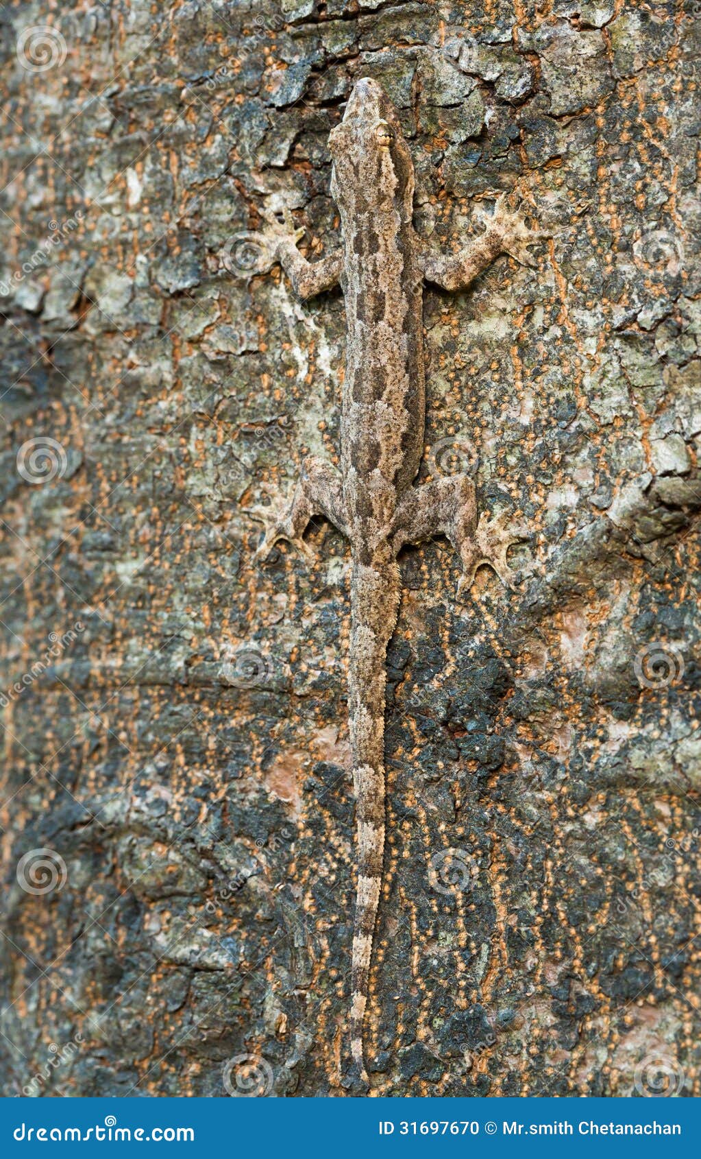 Lizard in Camouflage stock photo. Image of camouflage - 31697670