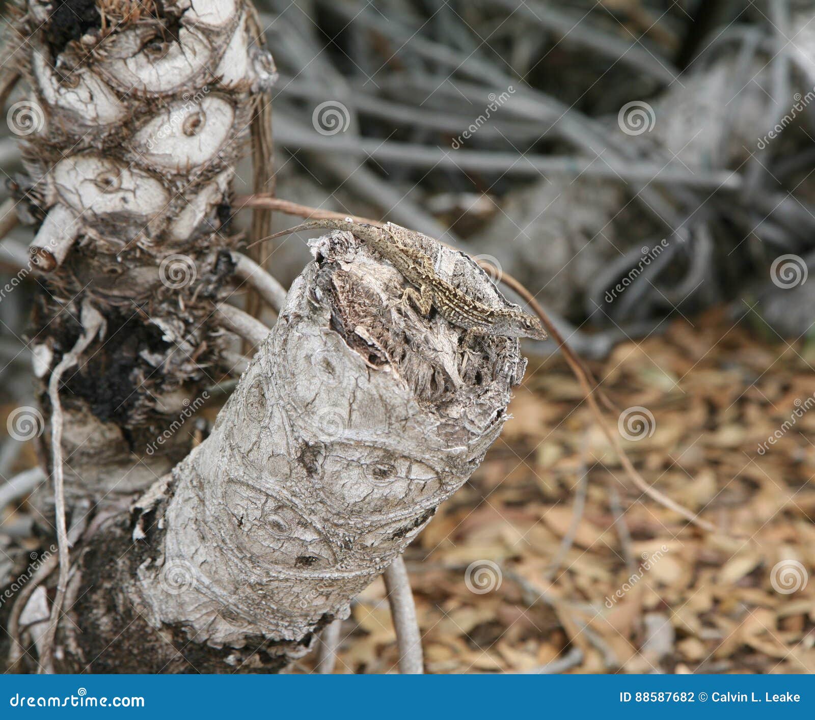 Lizard in Camouflage stock photo. Image of coloring, masquerade - 88587682