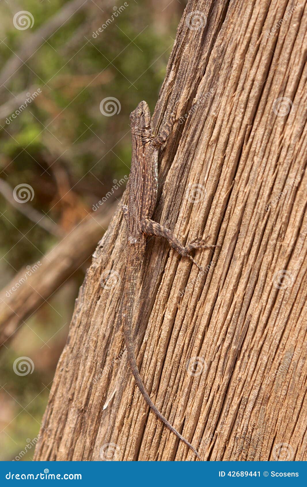Lizard Camouflage stock image. Image of bark, tree, animal - 42689441