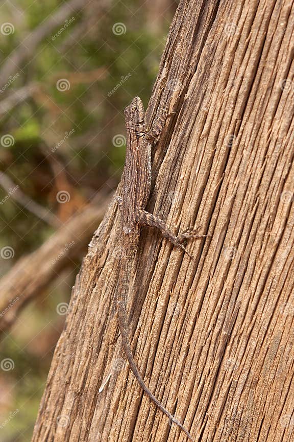 Lizard Camouflage stock image. Image of bark, tree, animal - 42689441
