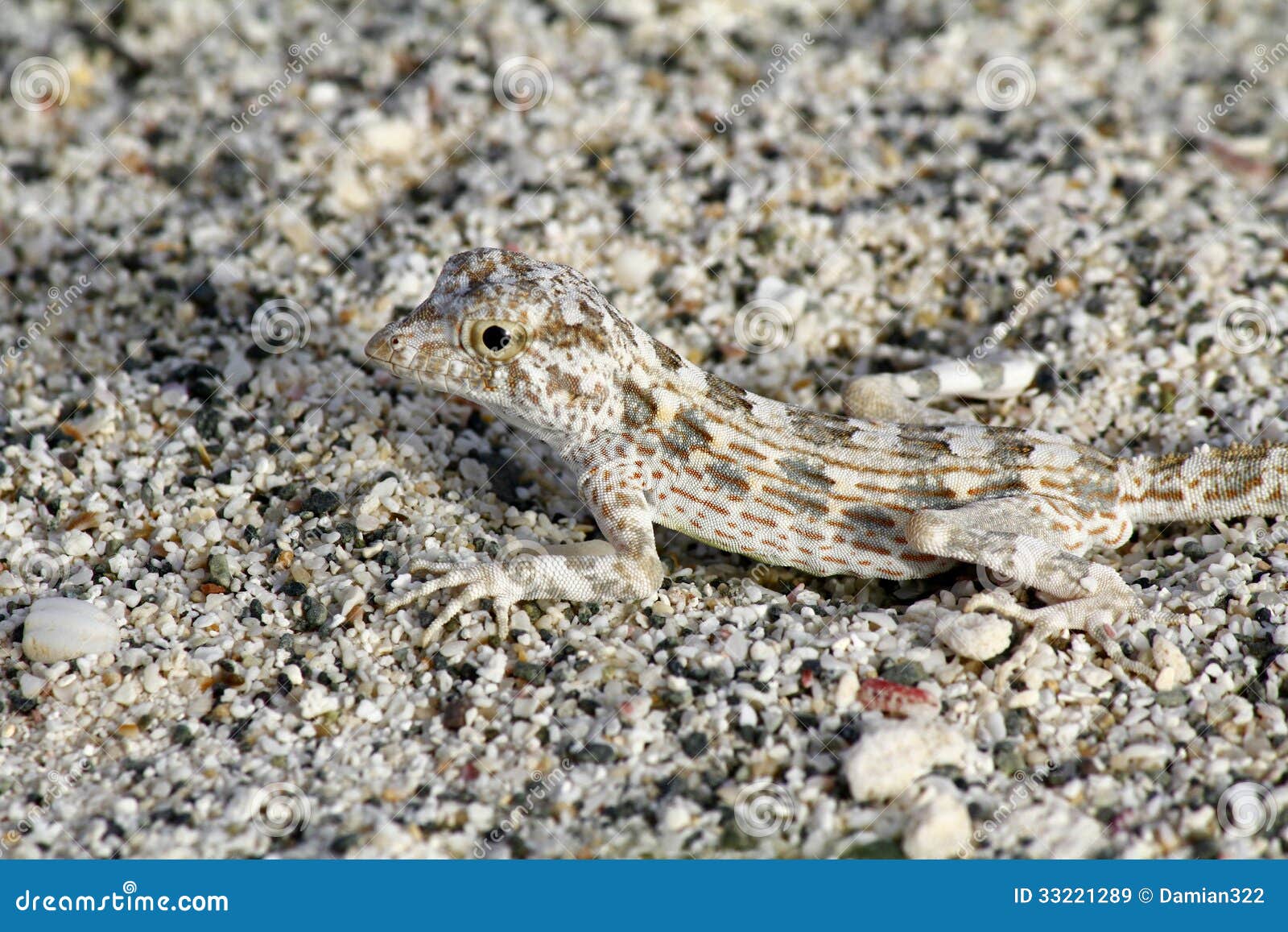 Lizard Camouflage stock image. Image of wild, deserd - 33221289