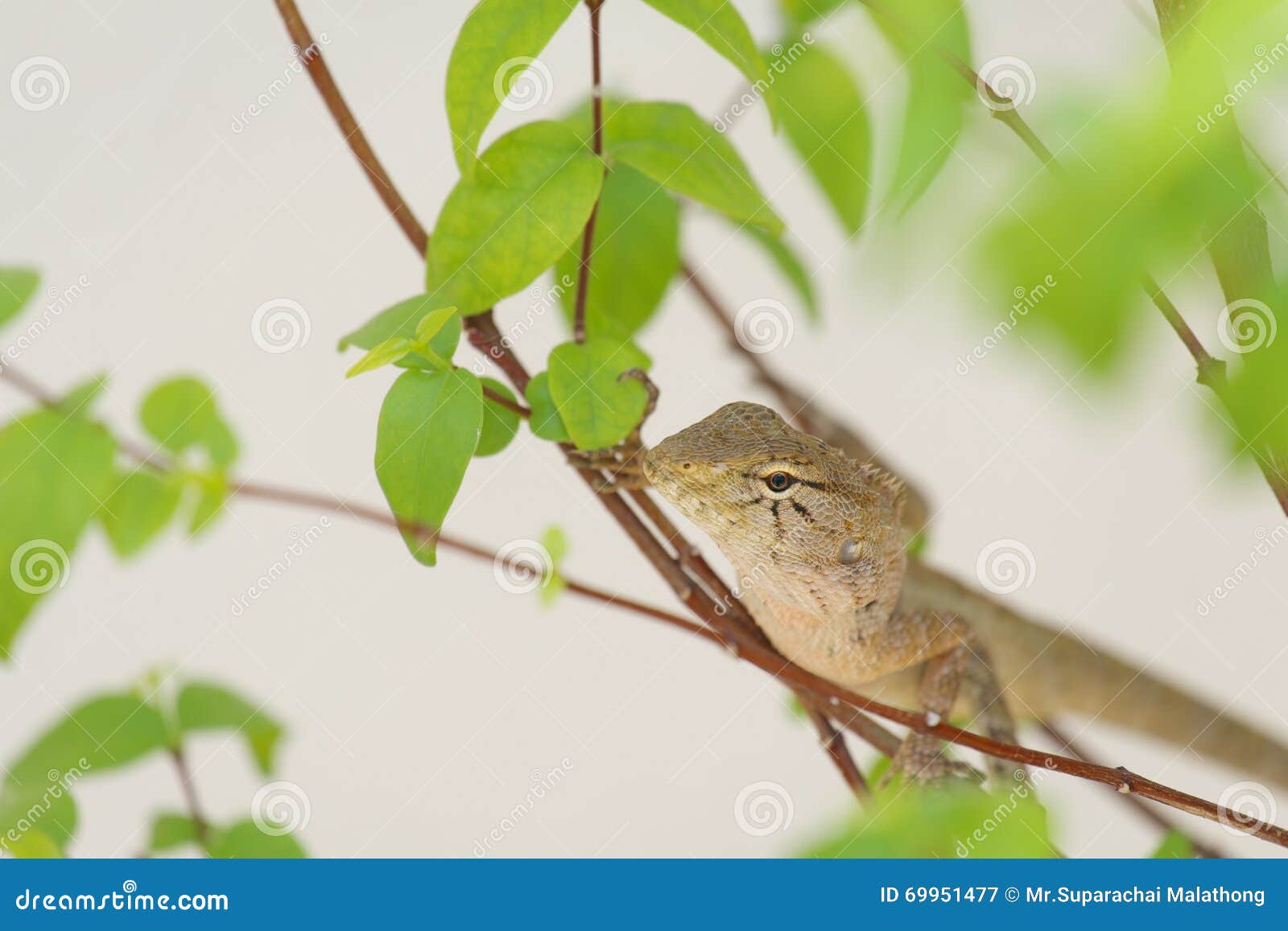 Lizard camouflage tree stock image. Image of blur, eastern - 69951477