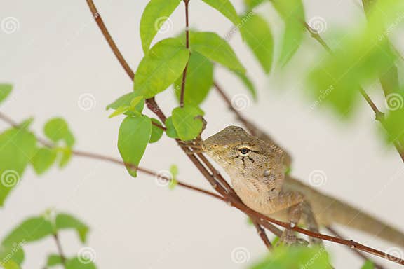 Lizard camouflage tree stock image. Image of blur, eastern - 69951477