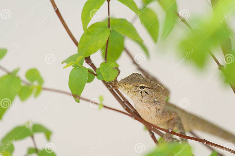 Lizard camouflage tree stock image. Image of blur, eastern - 69951477