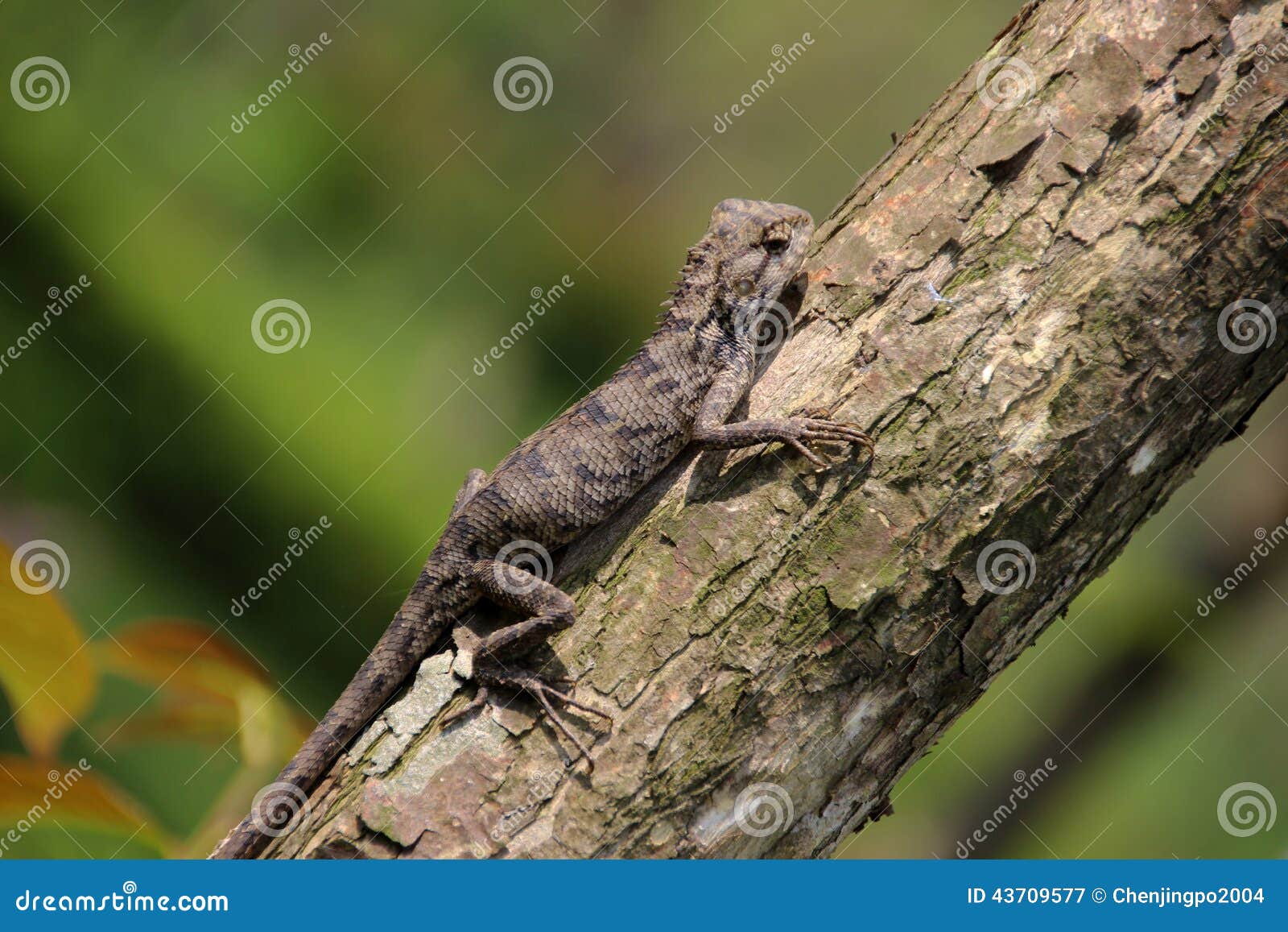 Lizard stock image. Image of tail, chordata, laying, anguidae - 43709577