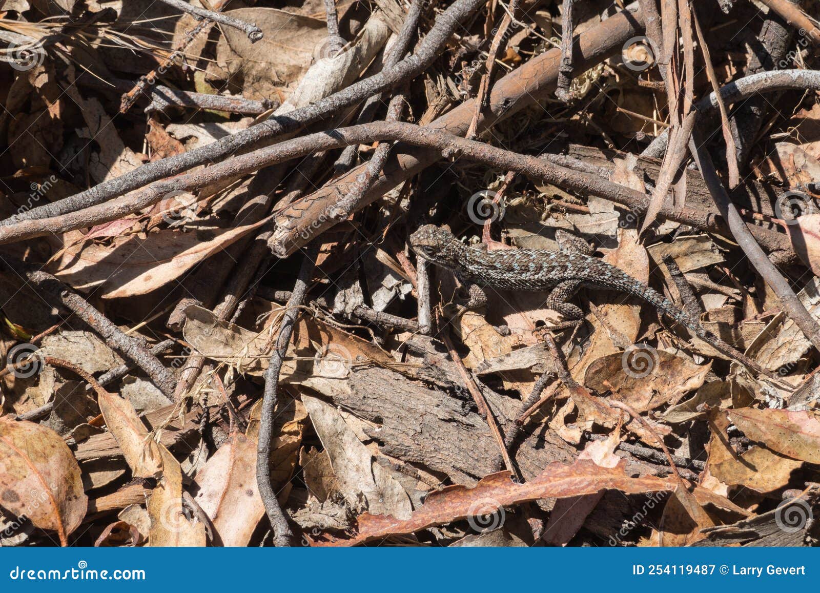 Lizard Camouflaged on the Ground Stock Image - Image of legs, design ...