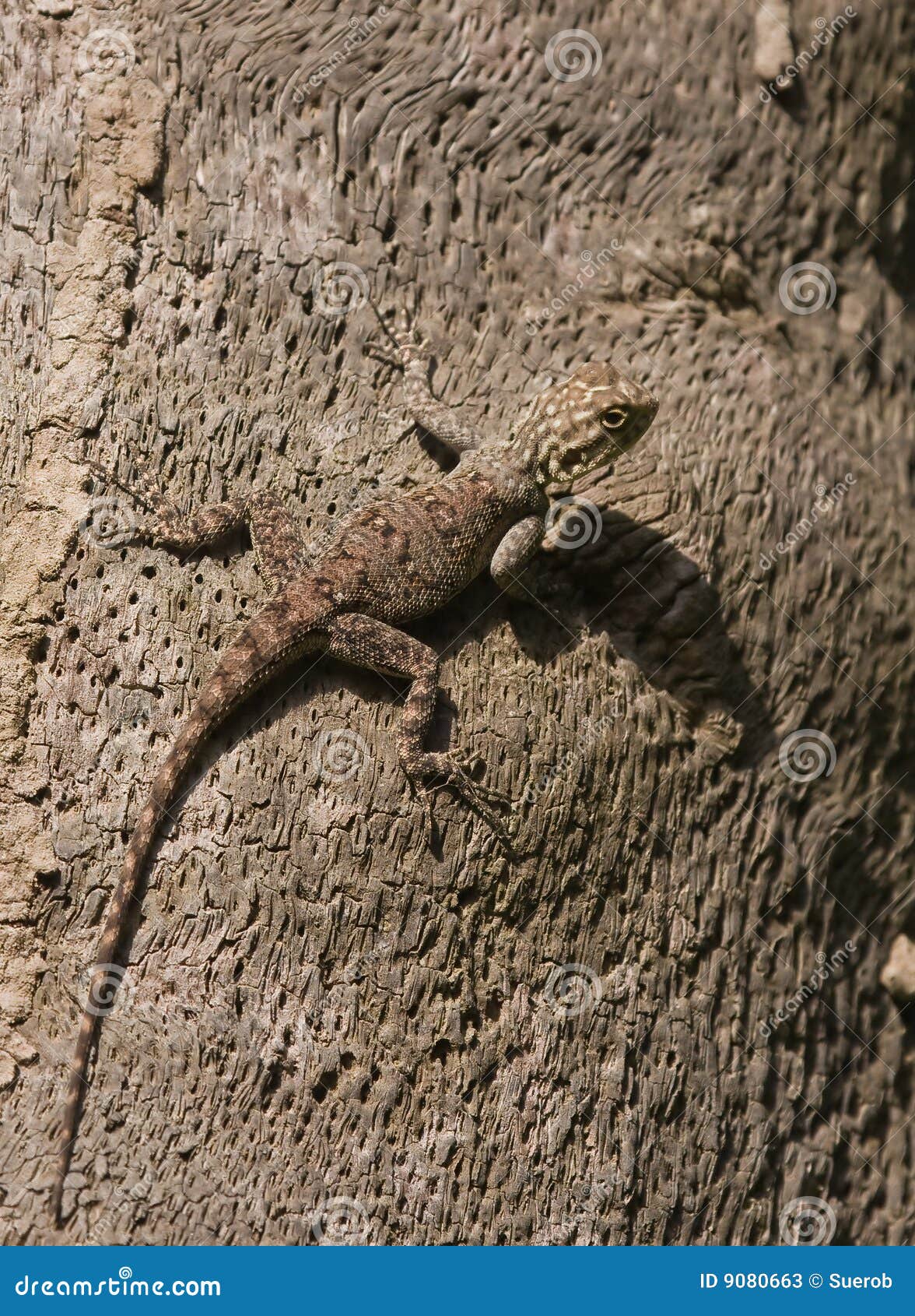 Lizard camouflaged on tree stock image. Image of reserve - 9080663