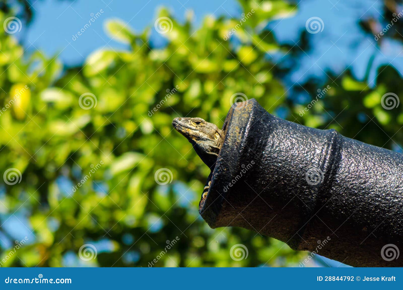 A Lizard in a Cannon stock photo. Image of caribbean - 28844792