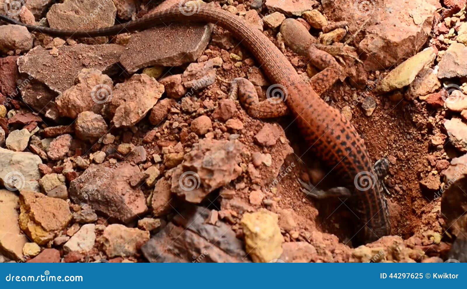 Lizard in the Canyon stock video. Video of spiky, hole - 44297625