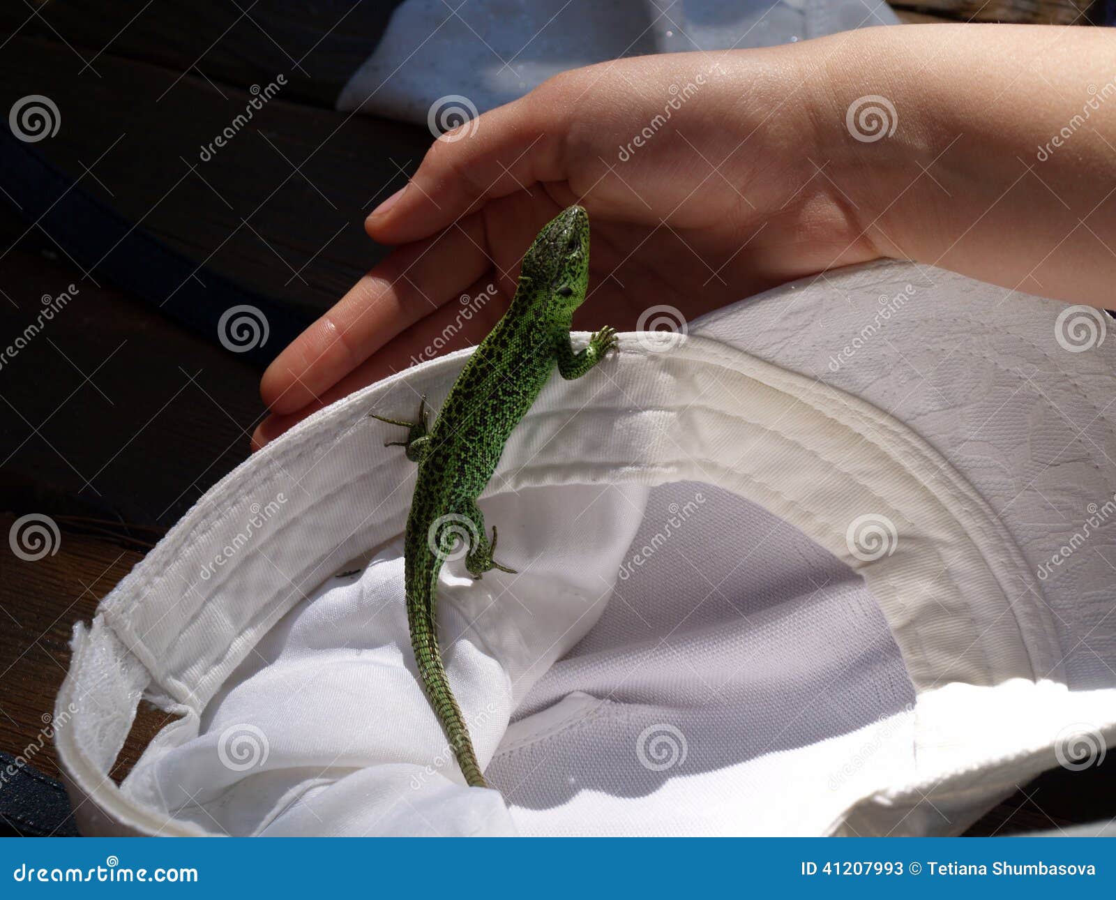 Lizard on a cap stock image. Image of environment, animal - 41207993