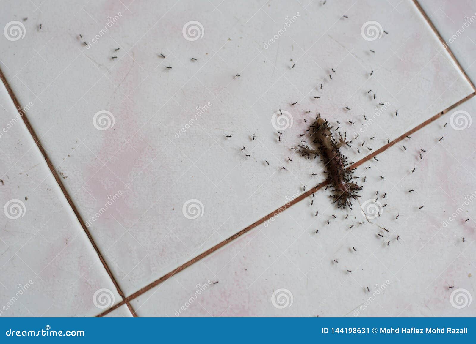 Domestic Ants Eat Cooked Poison From Egg Yolk And Boric Acid. Royalty ...