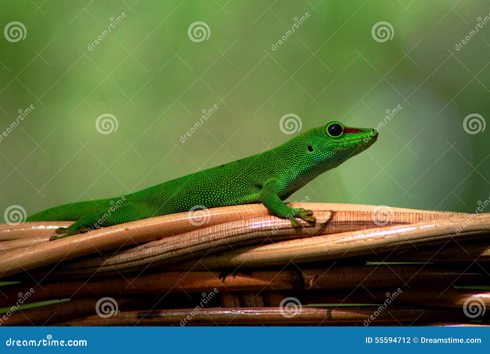 Lizard stock photo. Image of mauritius, paradise, jungles - 55594712