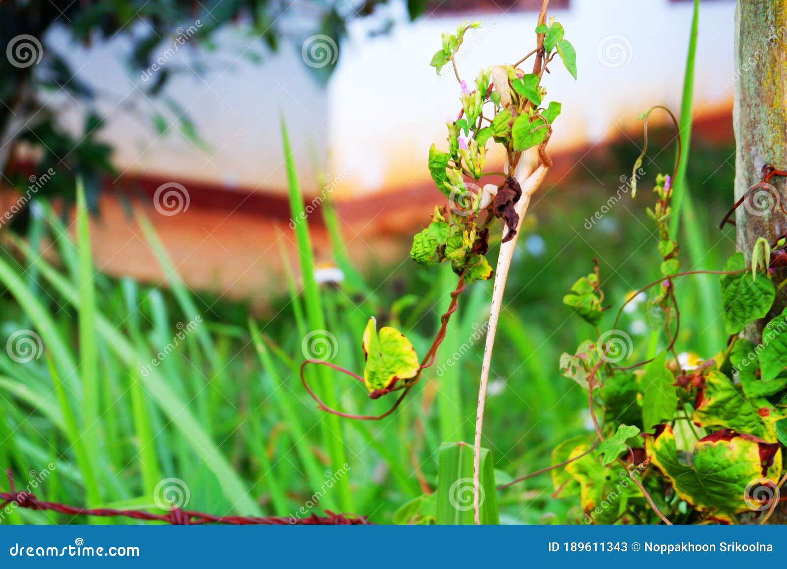 The Lizard Catches the Vine of the Plant Stock Image - Image of catches ...