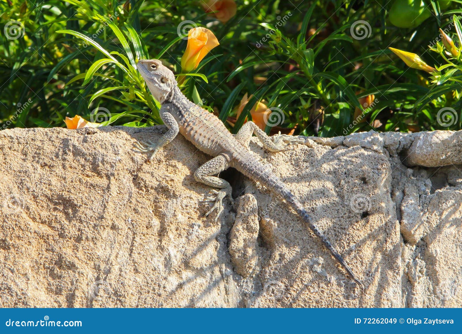 Lizard Caucasian Agama on the Stone Wall Stock Image - Image of flower ...