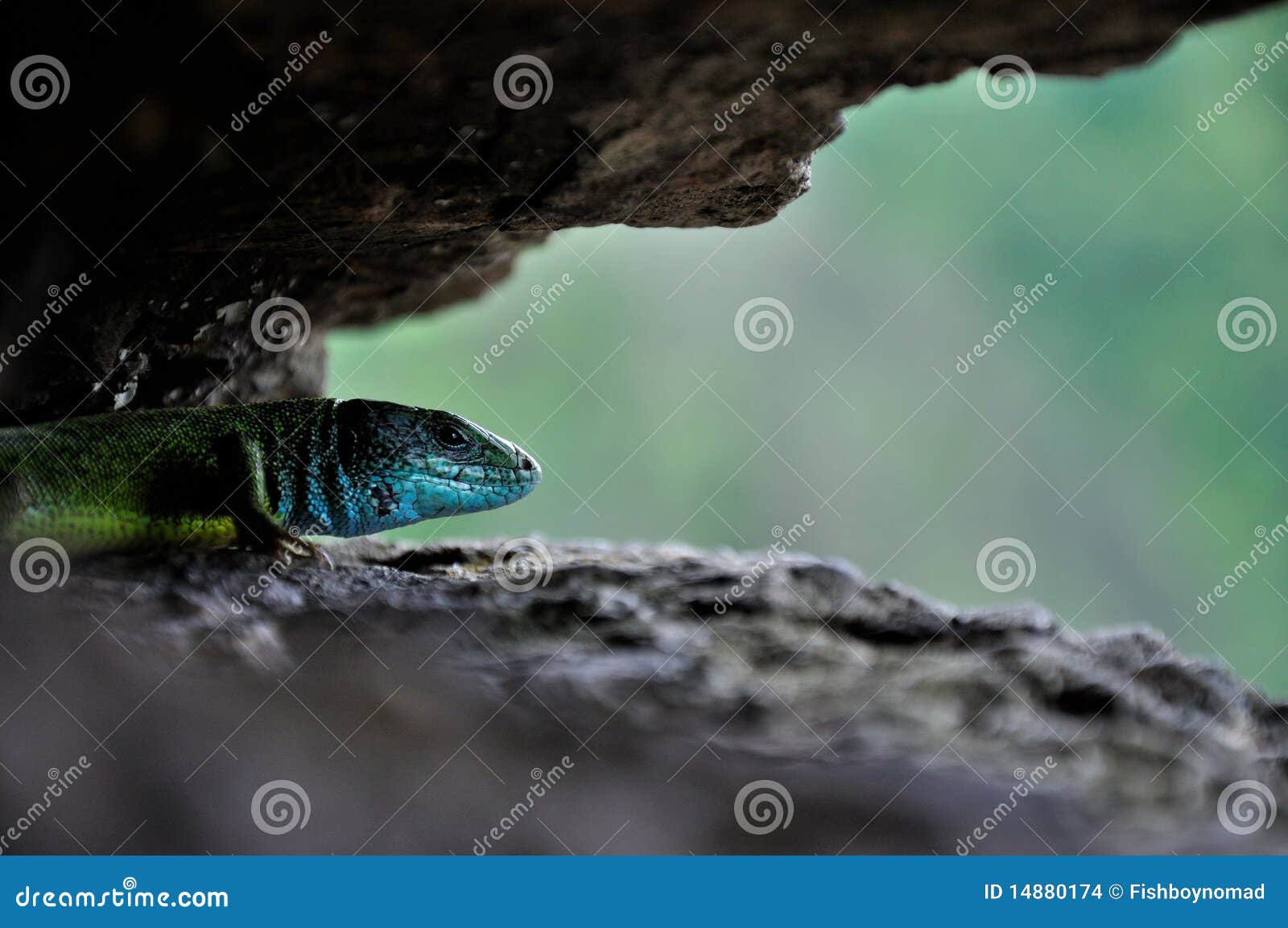 Lizard cave stock photo. Image of gray, caught, rock - 14880174