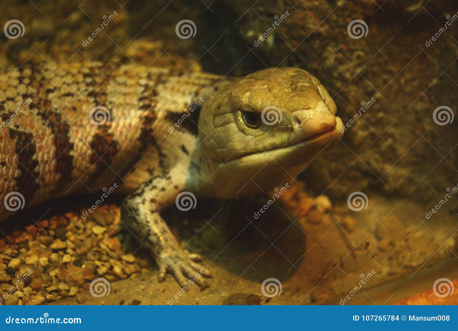 Lizard in cave stock photo. Image of cave, close, chameleon - 107265784