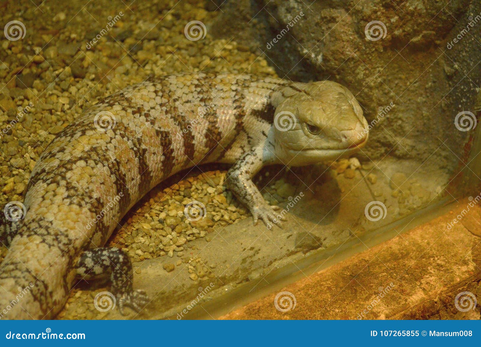Lizard in cave stock image. Image of night, chameleon - 107265855