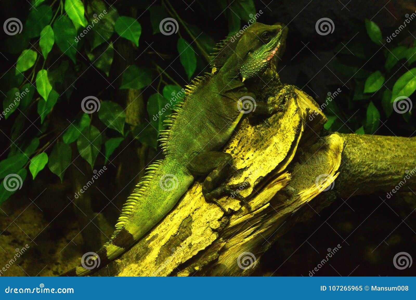 Lizard in cave stock image. Image of small, lizard, night - 107265965