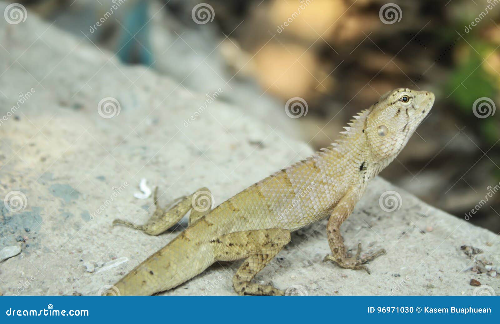 Lizard on the cement floor stock photo. Image of cement - 96971030