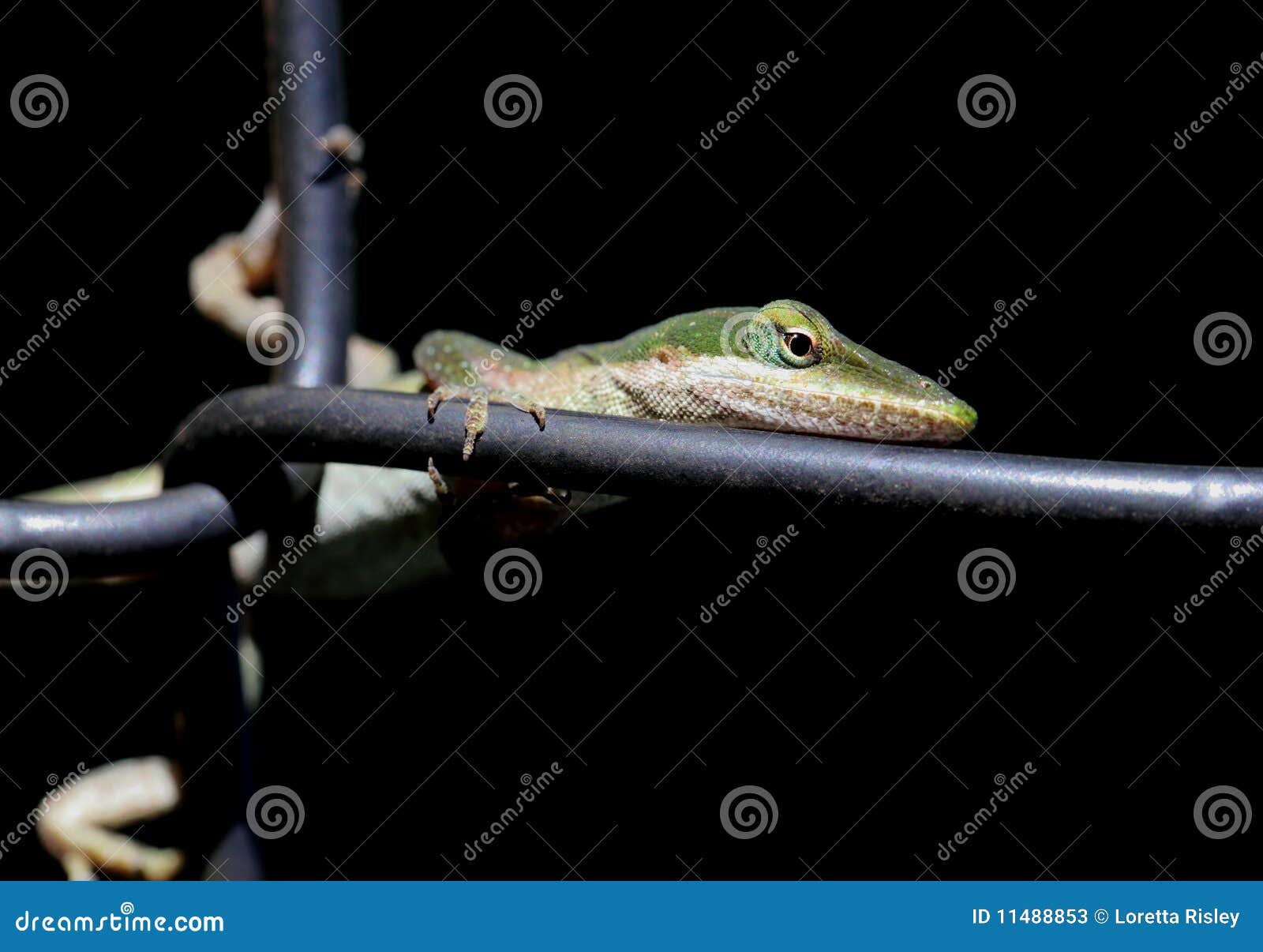 Lizard on a Chain Link Fence Stock Image - Image of link, tail: 11488853