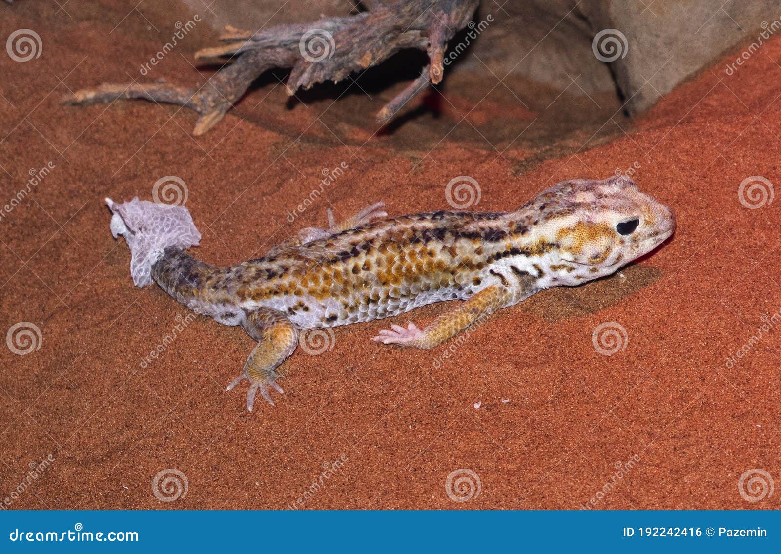 Lizard Changing Skin. Molting Anole On A Tree Branch. Tropical Animals ...