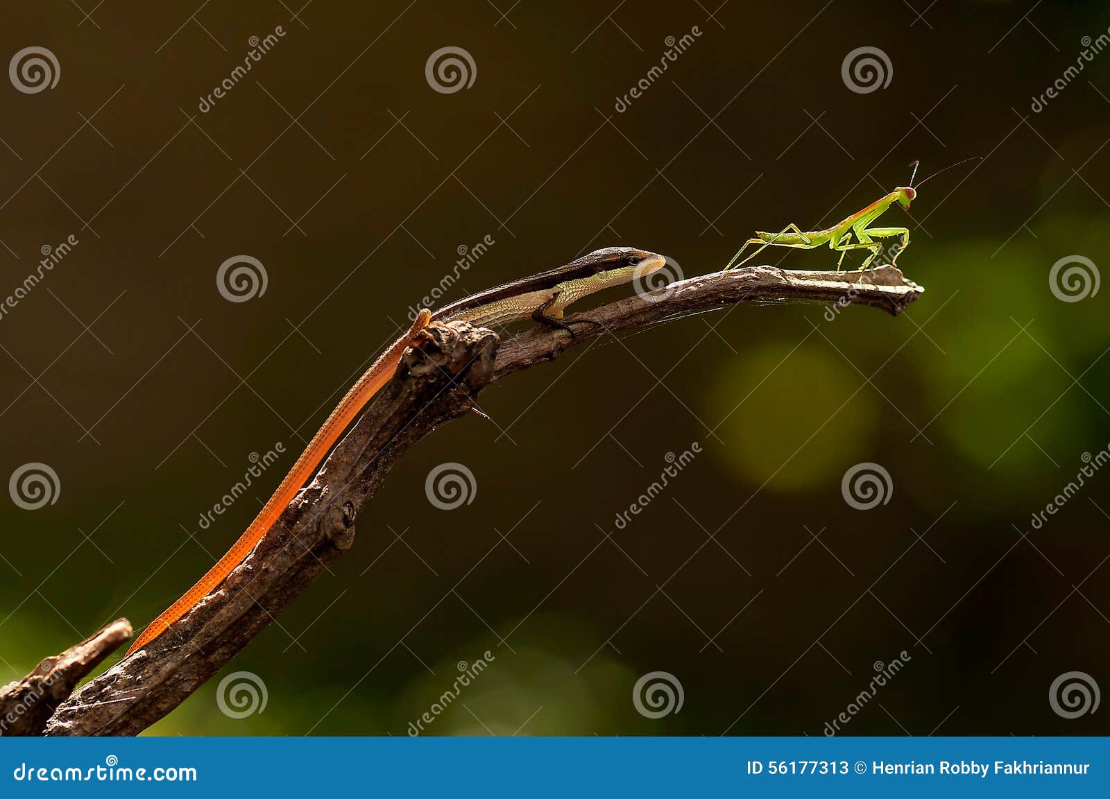 Lizard Vs Praying Mantis Royalty-Free Stock Photography | CartoonDealer ...