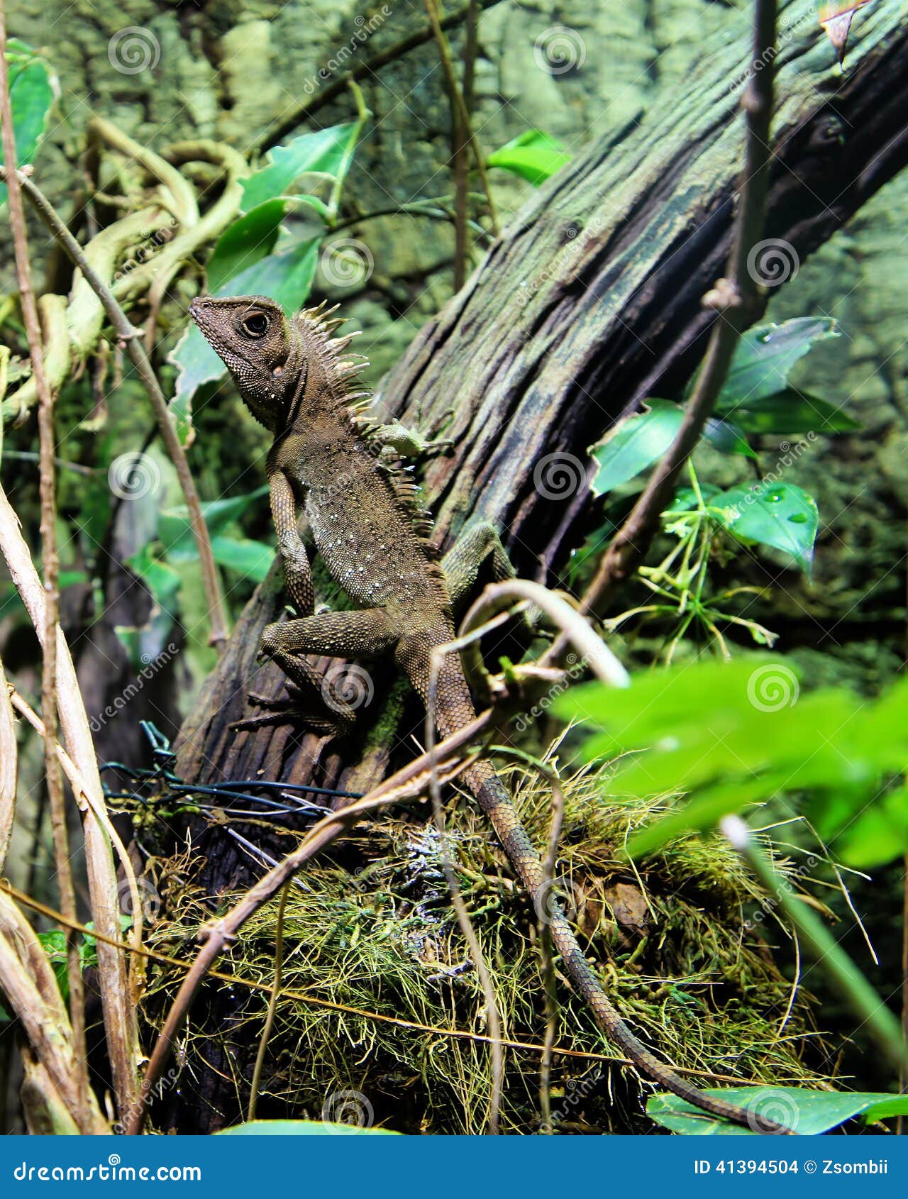 Lizard stock photo. Image of sand, stone, animal, eyes - 41394504