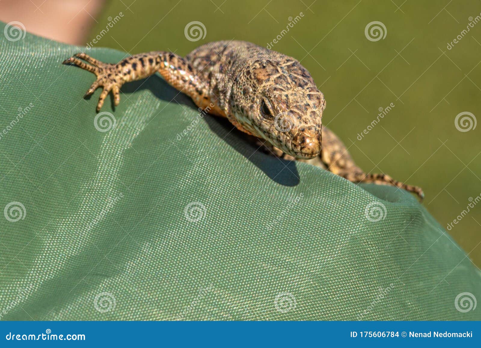 The Lizard on the Child`s Shoulder Stock Photo - Image of color, lizard ...