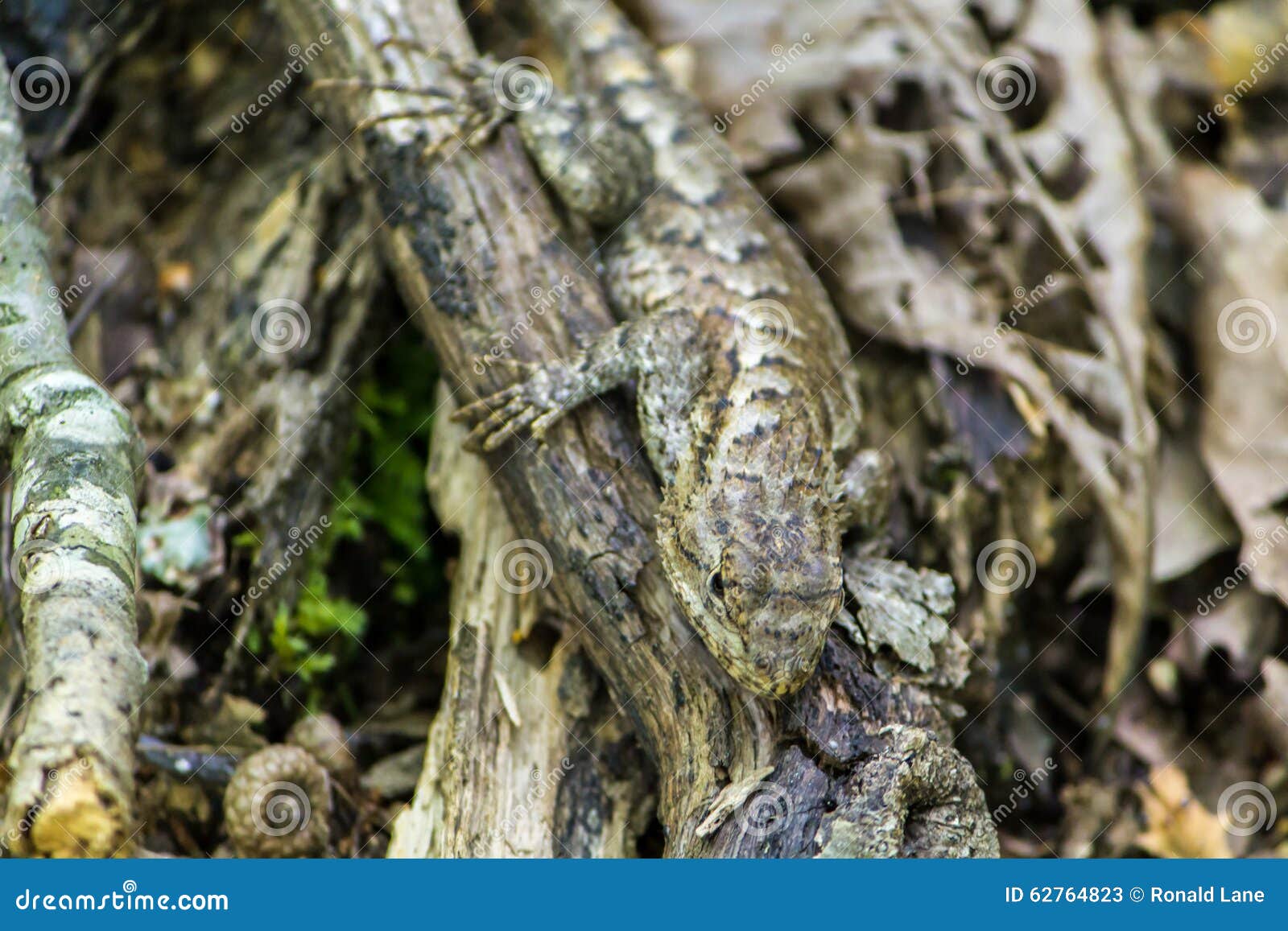 Lizard chilling on a limb stock image. Image of outdoors - 62764823