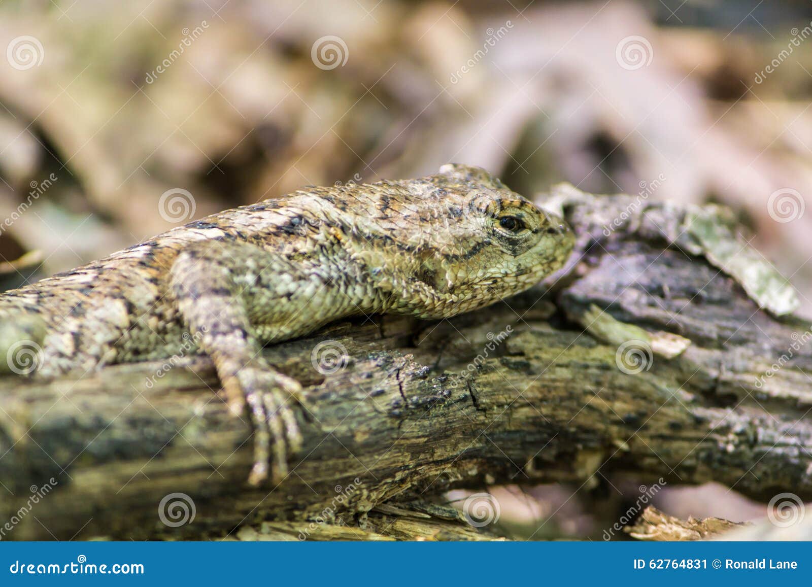 Lizard chilling on a limb stock image. Image of camo - 62764831