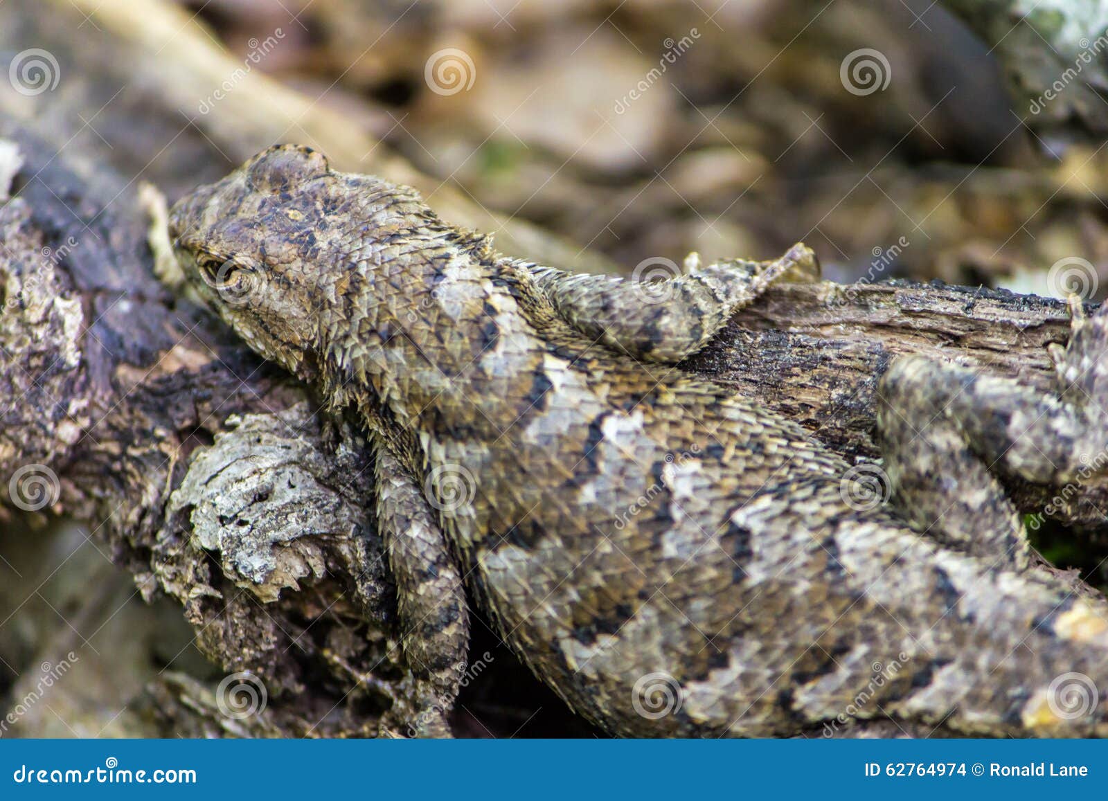 Lizard chilling on a limb stock photo. Image of alive - 62764974