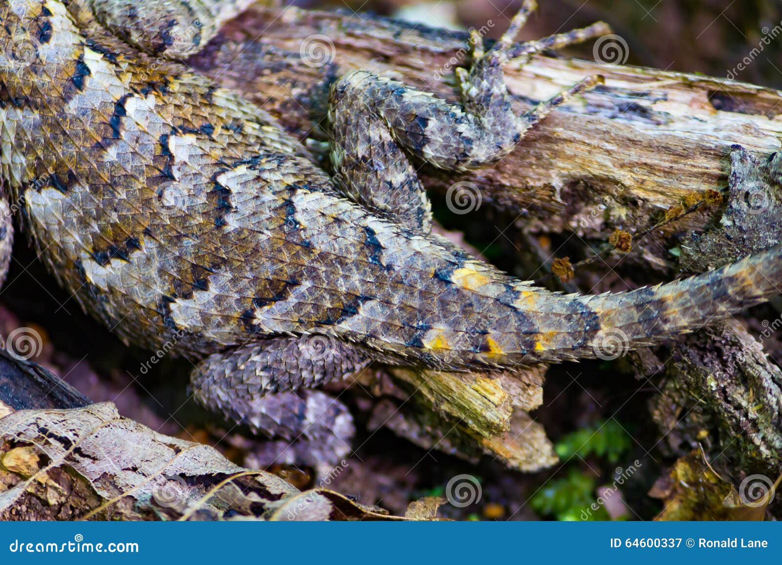 Lizard chilling on a limb stock image. Image of eyes - 64600337