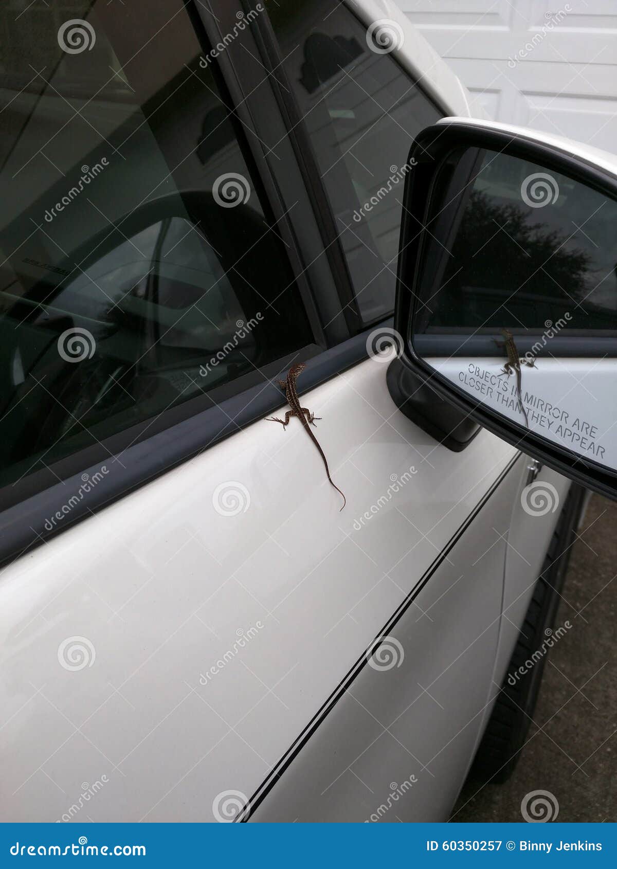 Lizard chilling on my car stock image. Image of chilling - 60350257