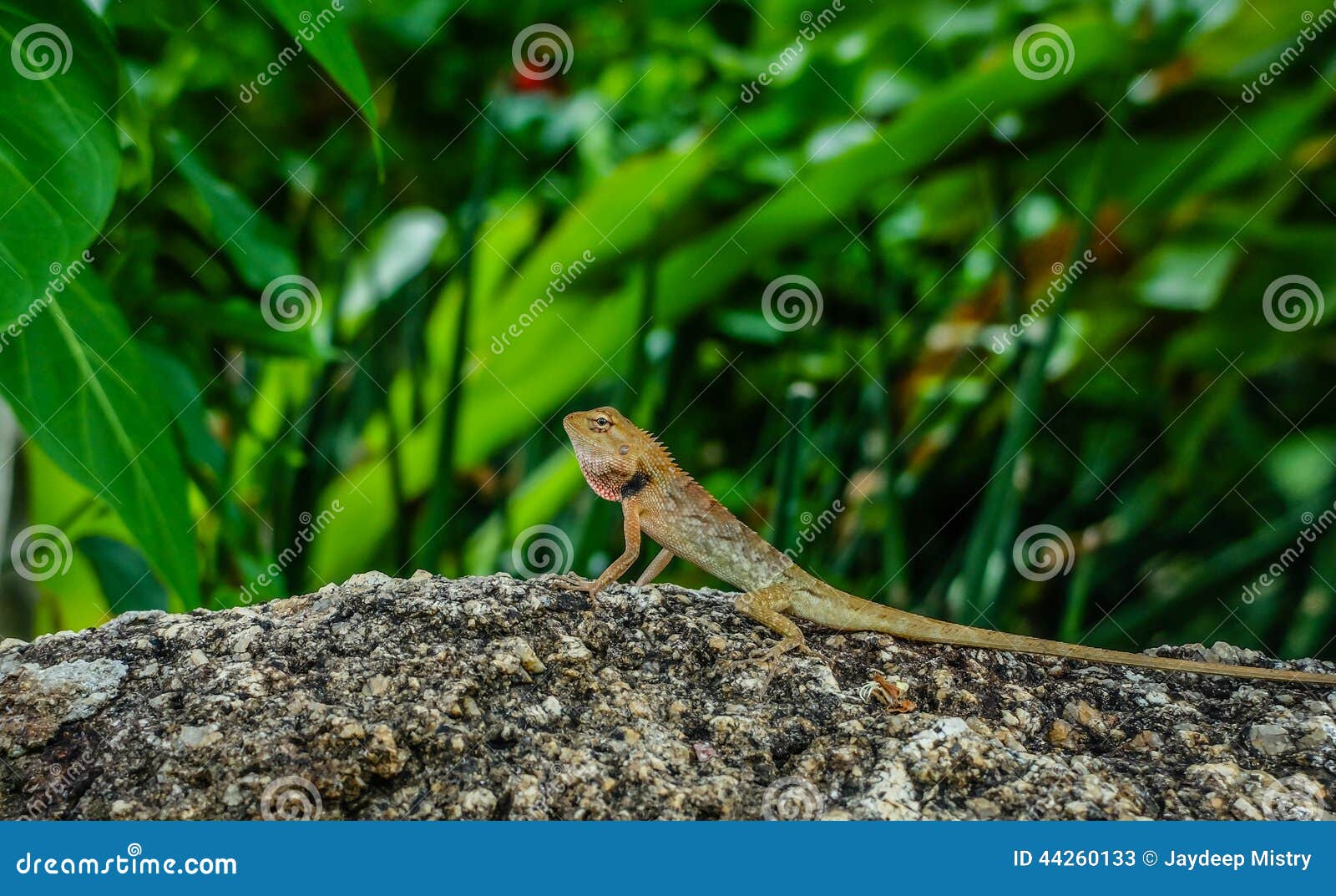 Lizard Chilling on the Rock Stock Image - Image of thailand, reptile ...