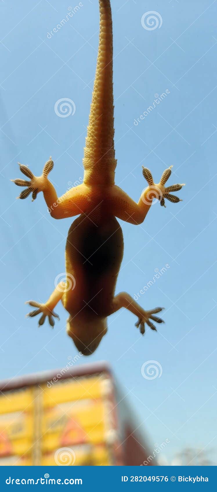 Lizard Chipkali or Chipakali Stock Photo - Image of clear, head: 282049576 Lizard Chipkali or Chipakali Stock Photo - Image of clear, head: 282049576