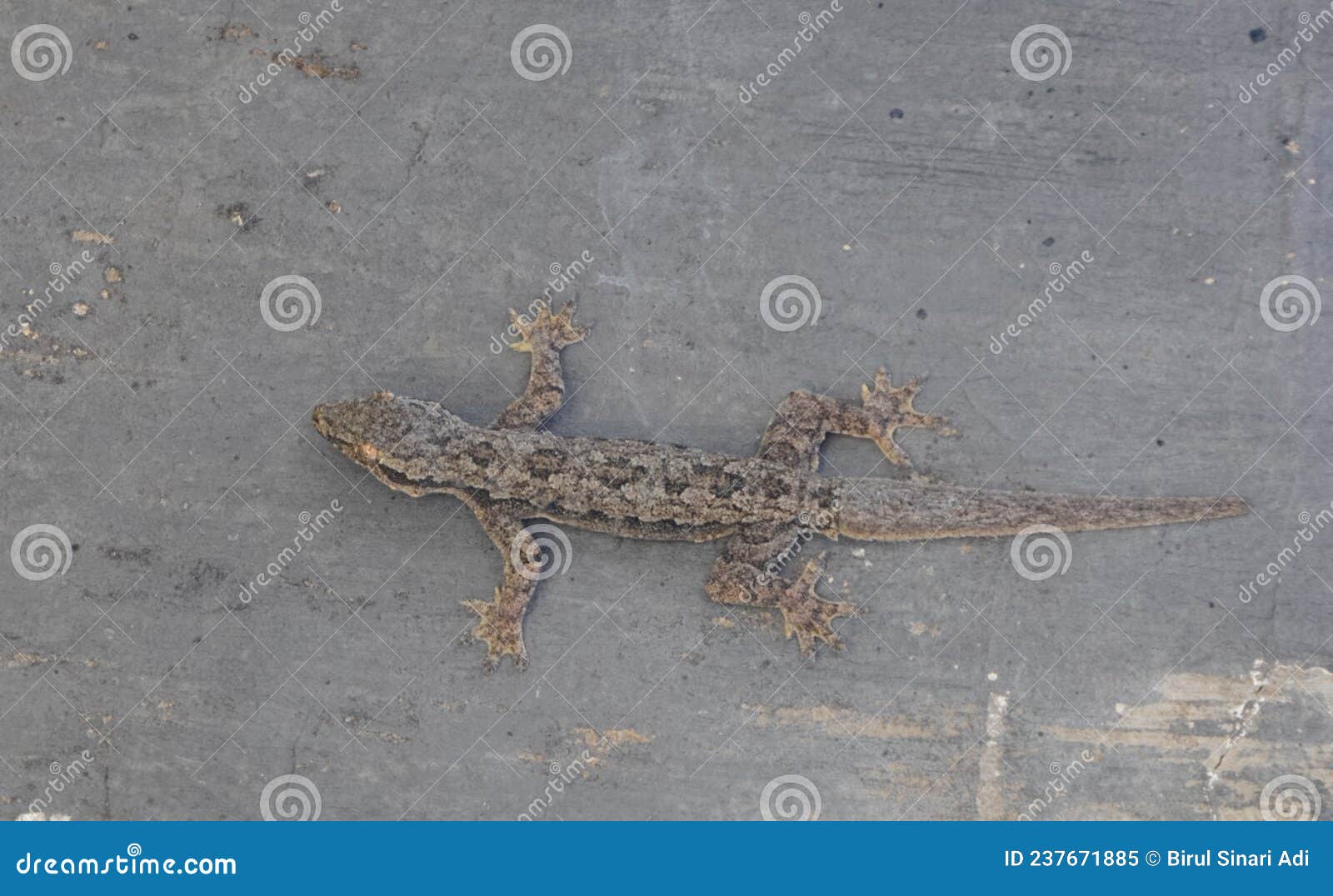 A Lizard or Cicak on the Wall Stock Image - Image of amphibian, soil ...