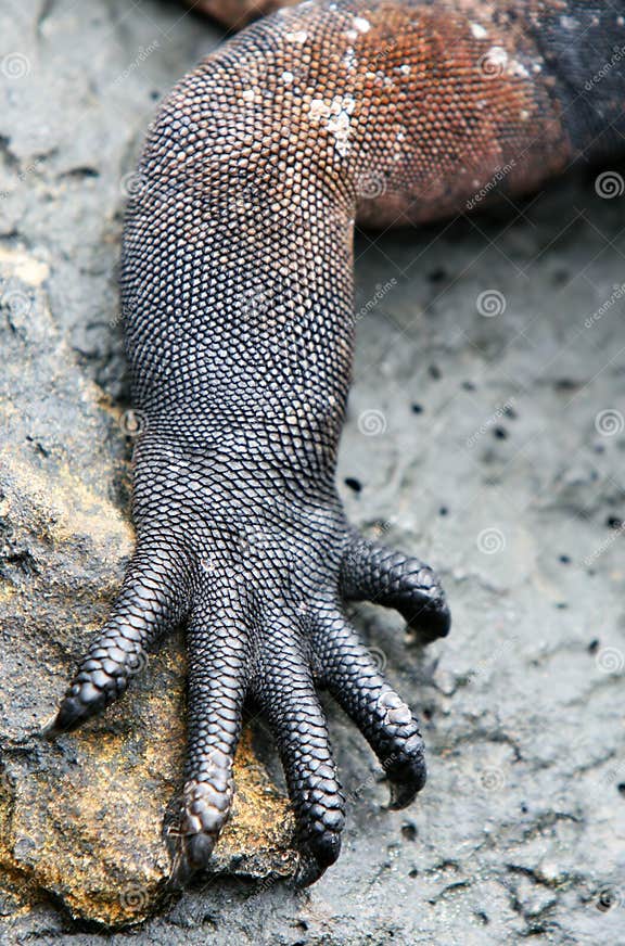 Lizard Claws stock photo. Image of amphibian, reptile - 6073806