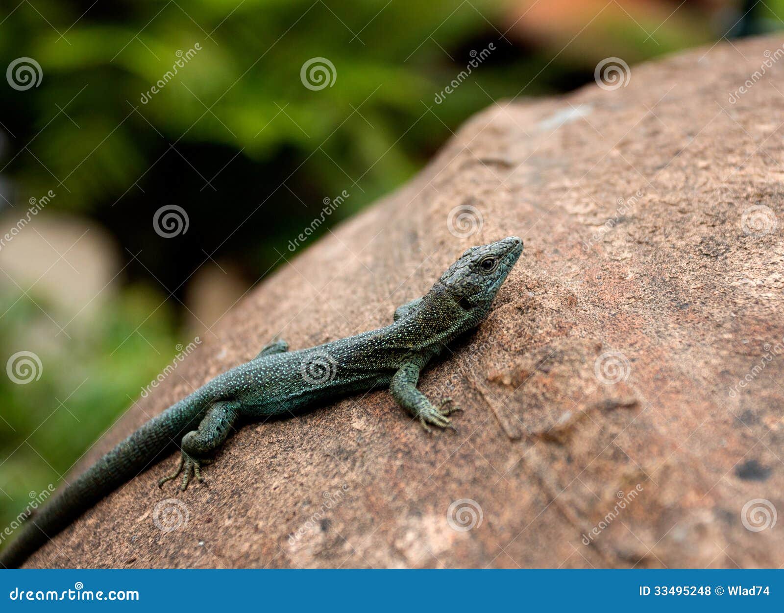 Lizard on Clay Jug Against Green Leaves Stock Photo - Image of amphora ...