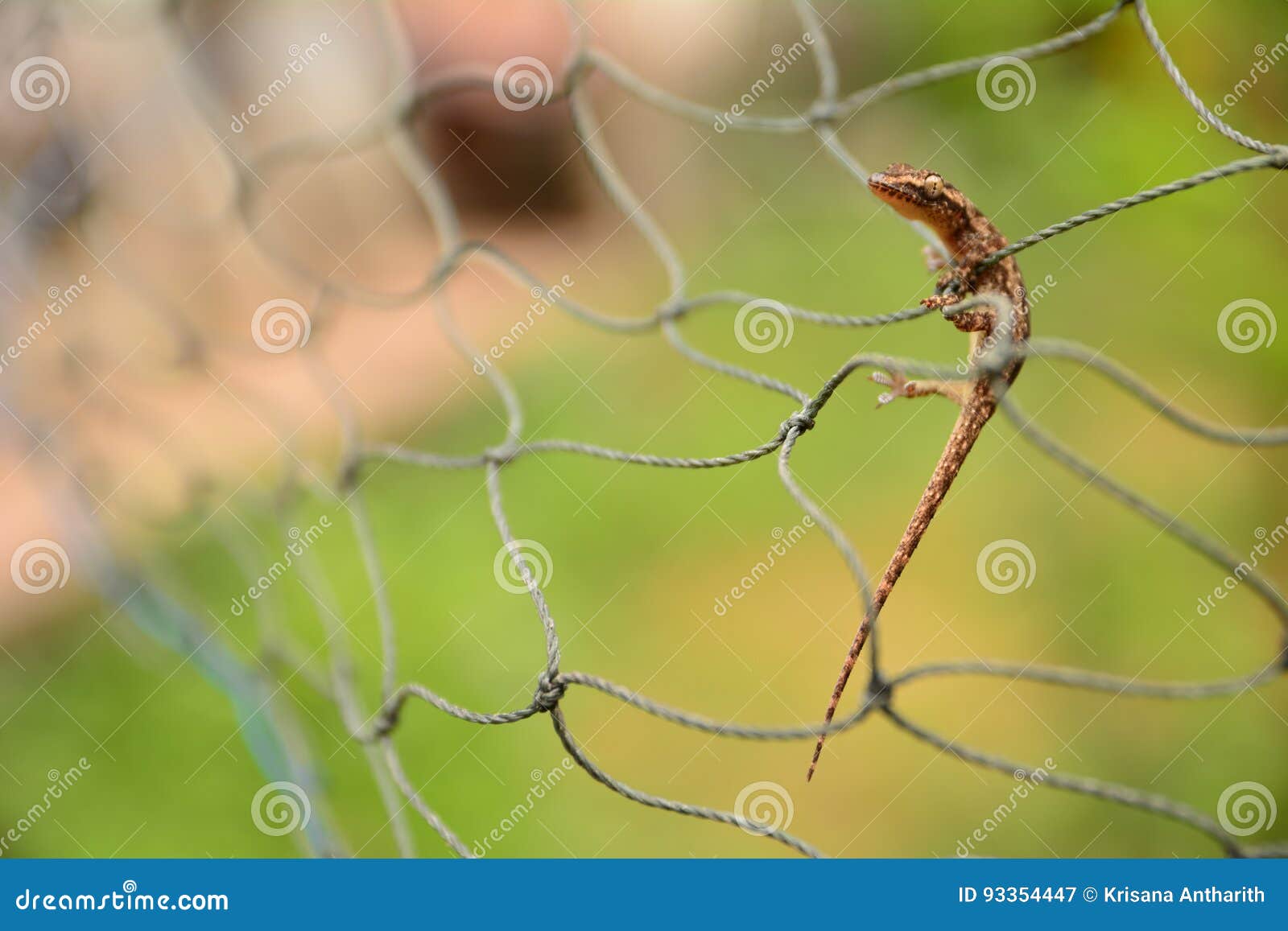 Lizard Climb on the Net. Little Lizard Stock Image - Image of portrait ...
