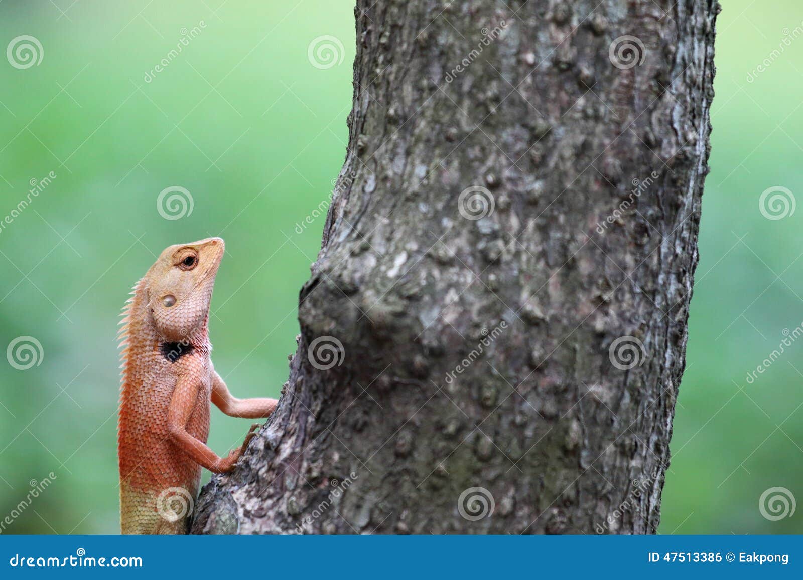 Lizard climb on tree stock photo. Image of wildlife, tree - 47513386